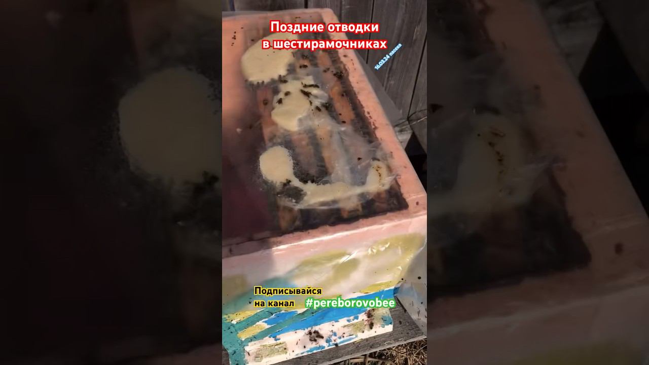 Поздние отводки!| ПЧЕЛОВОДСТВО! #pereborovobee #пчеловодство #улей #пасека #матковод