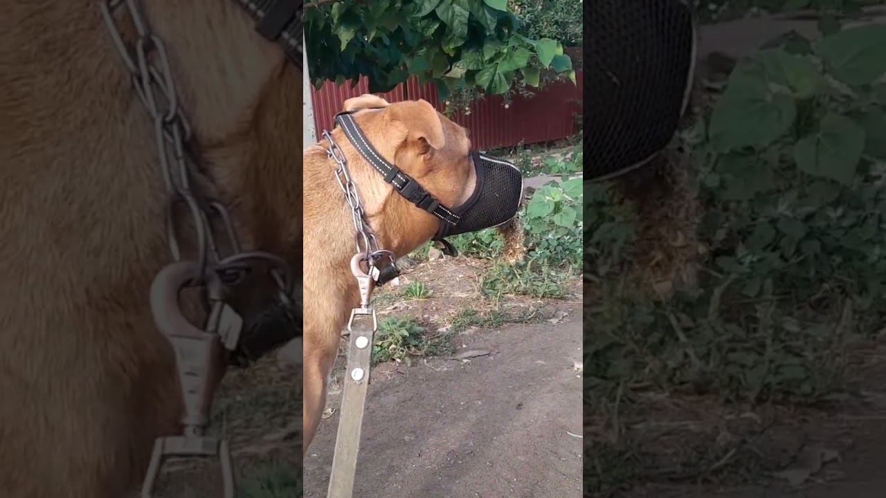 амстаф Брат не перестаёт удивлять.