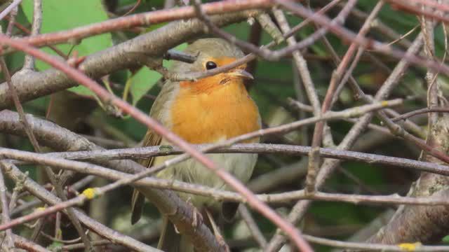 Зарянка (Малиновка, Robin)-#10, Крылатское, 30 августа 2024