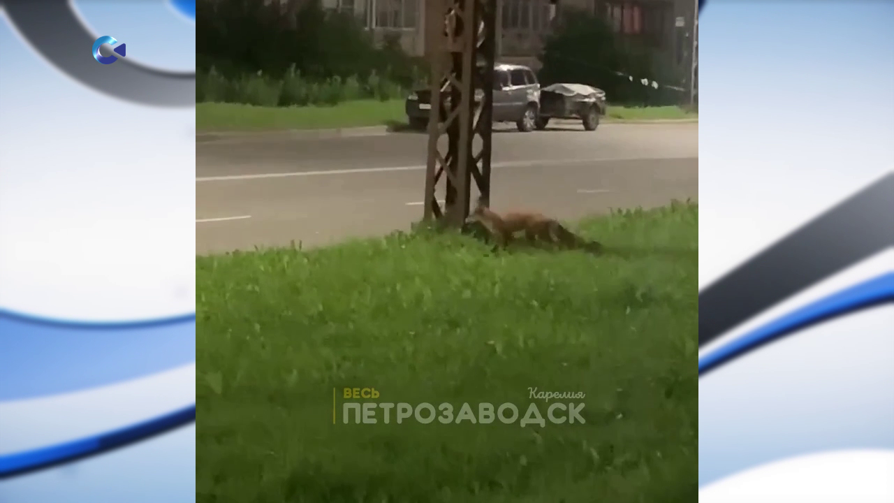 На Кукковке петрозаводчане повстречали лису