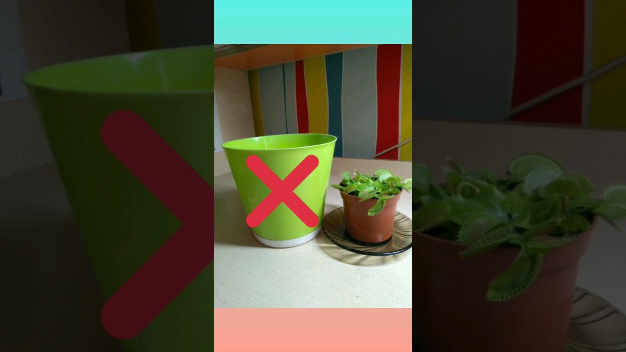 Что нужно для пересадки мухоловки? Готовим всё необходимое для пересадки дионеи.