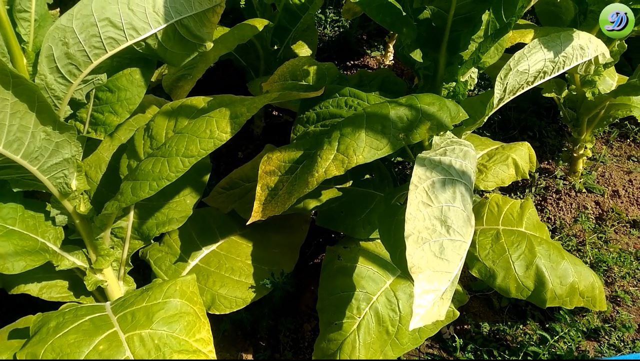 Табачок зреет