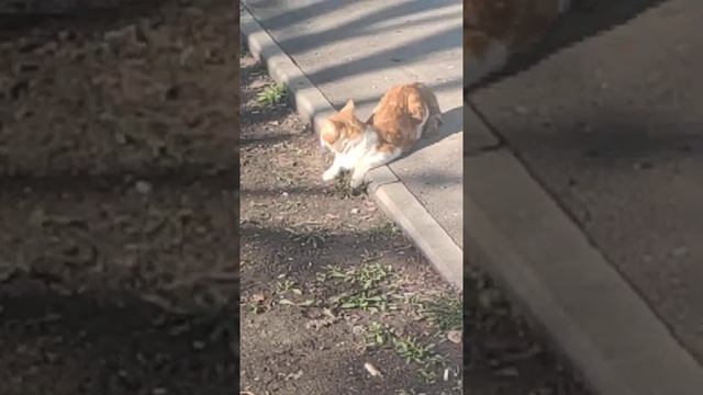 #shorts Кот рыжик. Забавный рыжий кот!.mp4