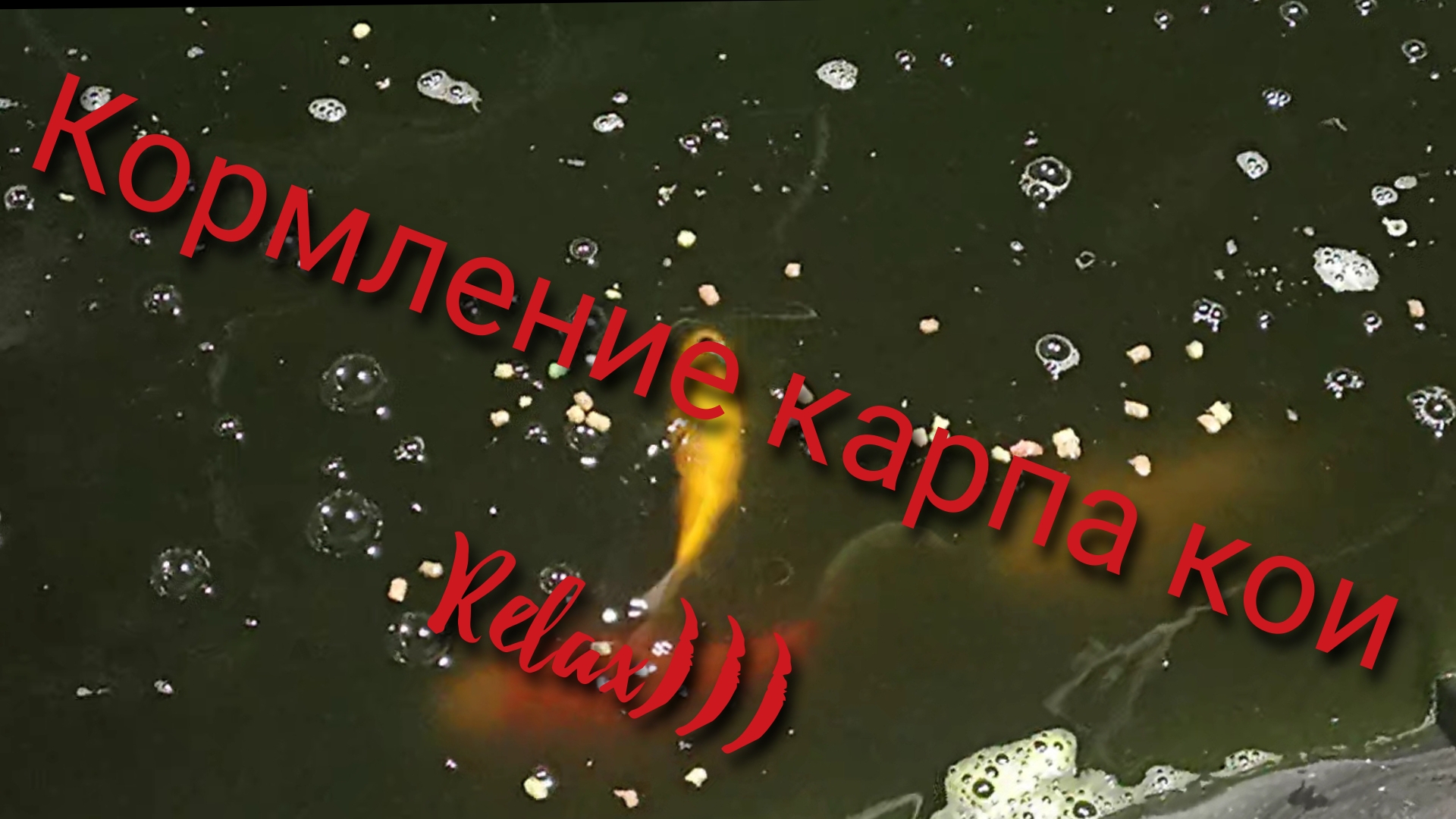 Кормление кои, разведение карпов кои. Аквапоника, гидропоника, биоплато. Узв для пруда в теплице