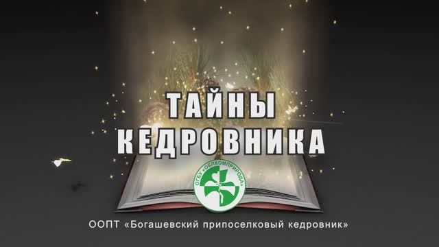 Тайны кедровника – видеогид ОГБУ Облкомприрода