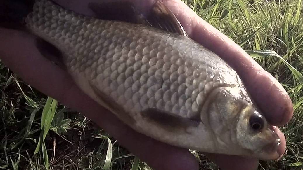 Только вытащил экземпляр И тут пришёл он