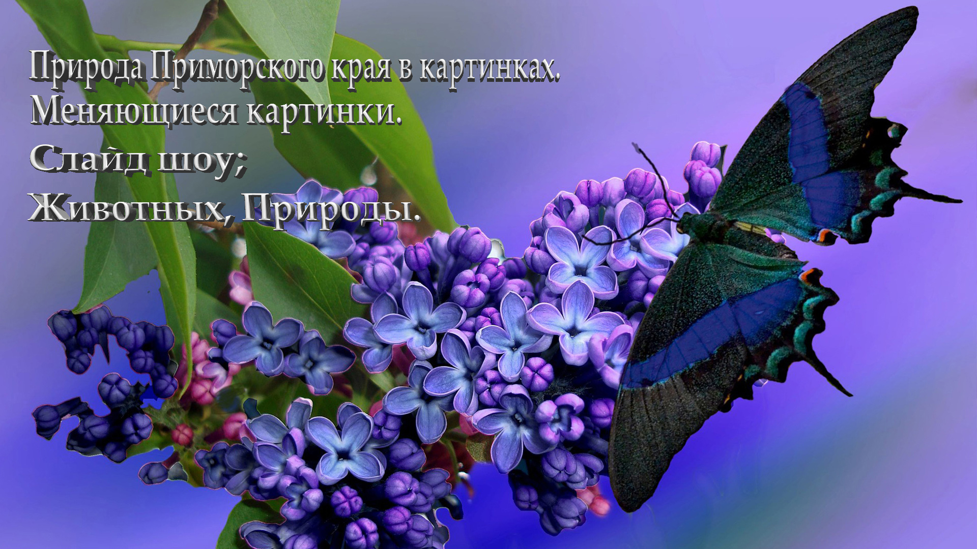 Природа Приморского края в картинках. Меняющиеся картинки. Слайд шоу Животных, Природы.mp4