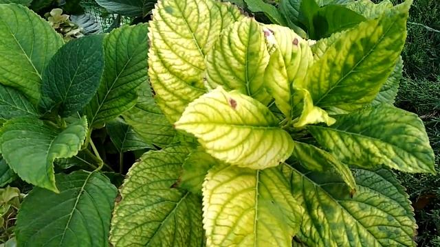 Хлороз гортензии