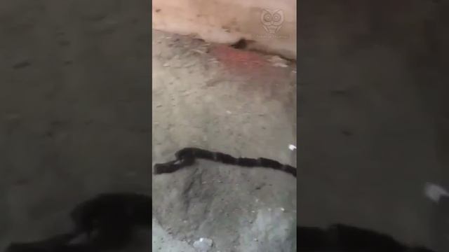 Паровозик дыр-дыр-дыр! Мама землеройка и её детки.