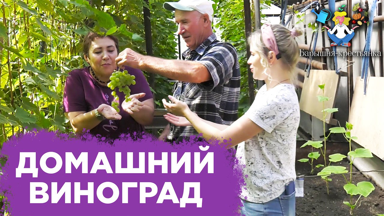 Домашний виноград | Барышня-крестьянка | Как ухаживать за плодовыми деревьями в суровых условиях?