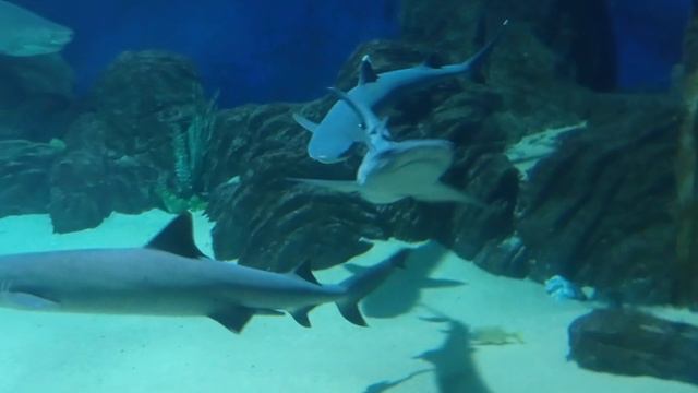 АКУЛЫ путешествие в Адлер Ри́фовая аку́ла(лат. Triaenodon obesus)