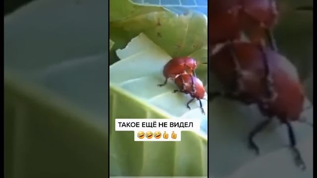 Приколы из Тик-Ток.1