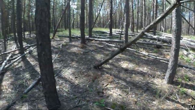 Грибы 11.08.2019. Белые, польские и др.