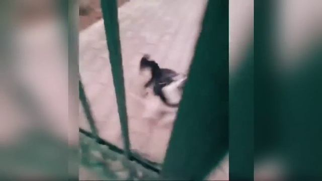 Самые смешные животные / Приколы с котами и собаками(# 60)#Shorts