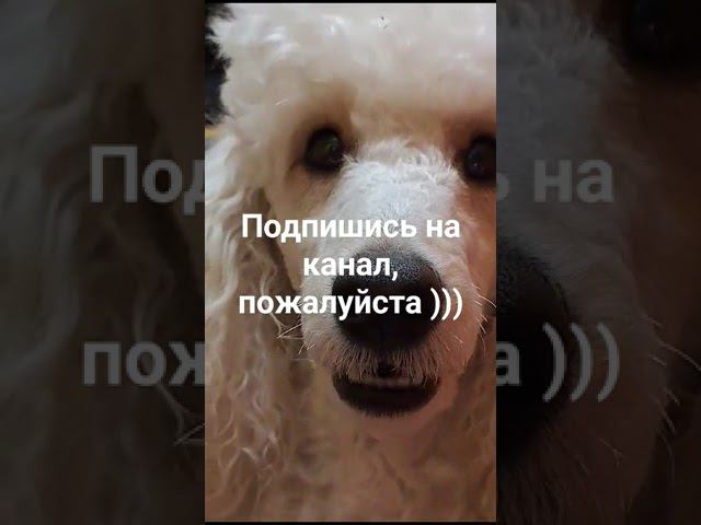 23 апреля 2024 г.