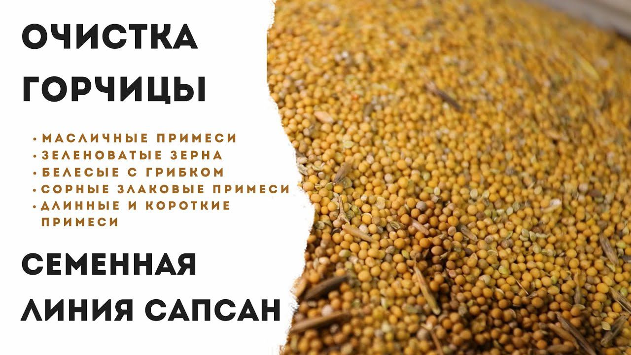 Очистка семян горчицы на семенной линии Сапсан - оборудование для сортировки горчицы