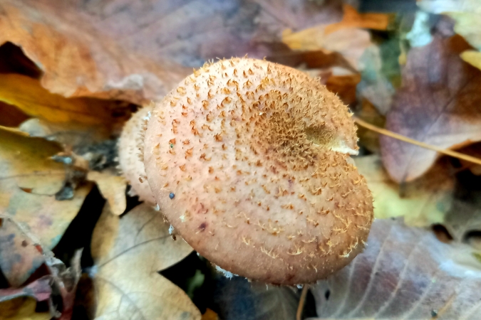 ‼️ОТКРЫВАЮ НОВОЕ ГРИБНОЕ МЕСТО В ПОСЛЕДНИЙ ДЕНЬ ОКТЯБРЯ‼️