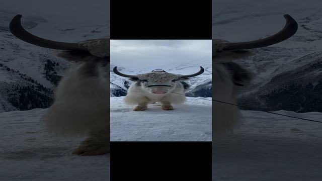 Горный бычок в горах Домбая