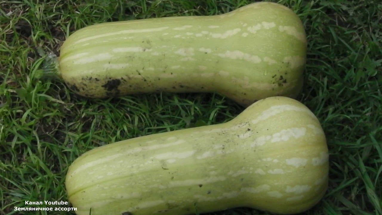 ТЫКВА АРАХИСОВОЕ  МАСЛО  . НЕУДАЧНЫЙ ОПЫТ ВЫРАЩИВАНИЯ