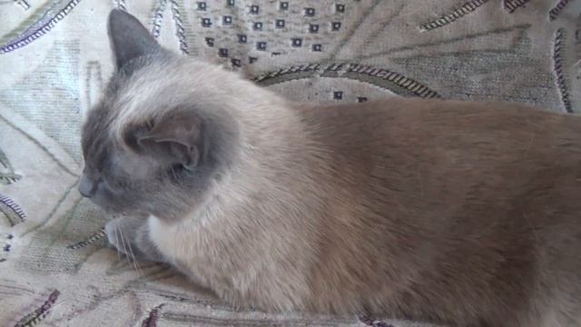 У нас новая кошка!