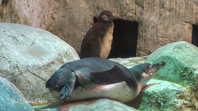 Пингвин Гумбольдта