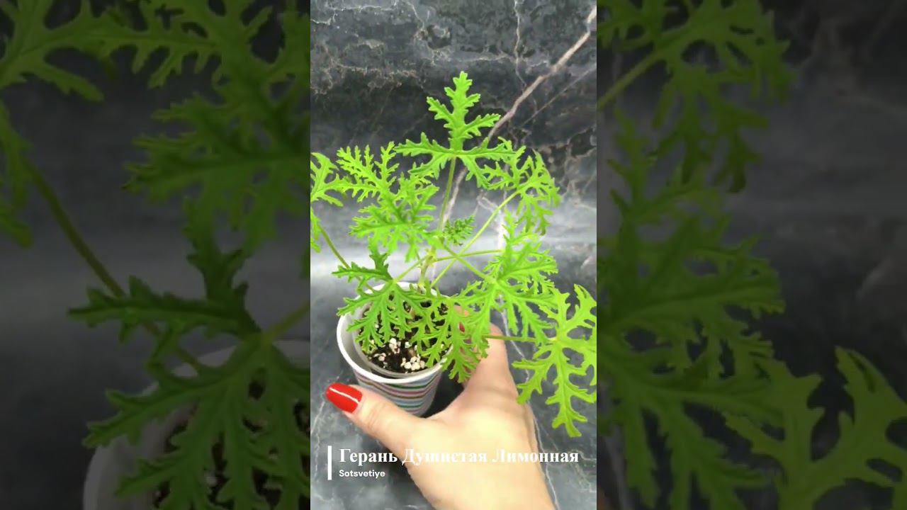 Герань Душистая