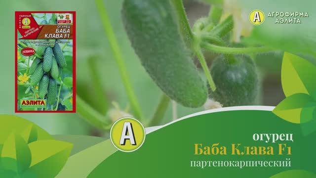 Семена: Аэлита Огурцы Баба Клава F1- Дачные уроки профессора Мамедова