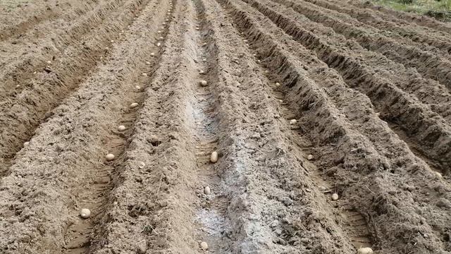 Картошка 2022, часть 4. "Удобрение" только в одном ряду.