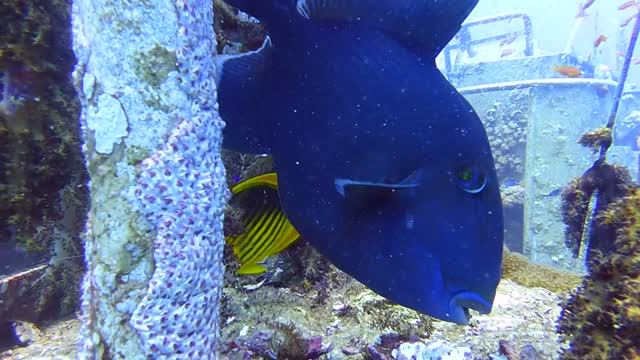 Дайвинг Эйлат