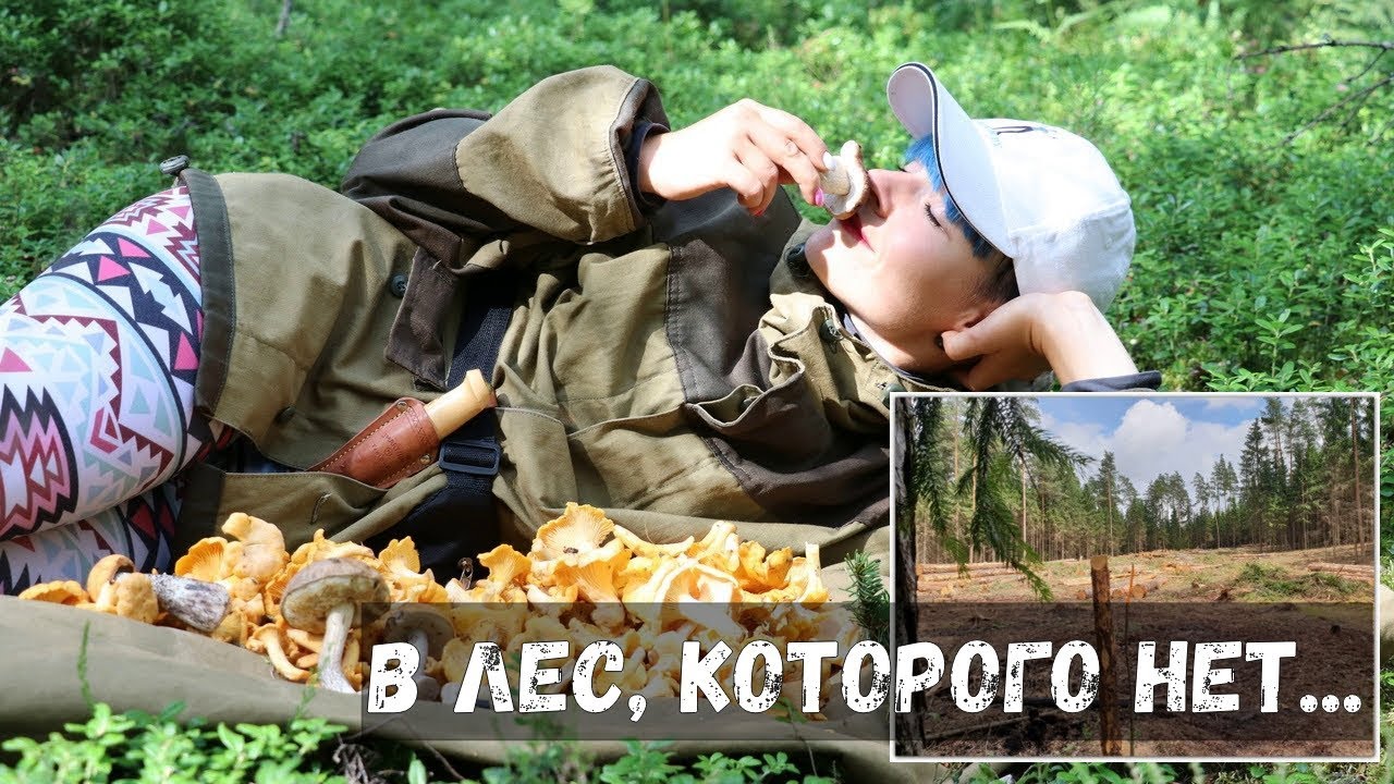 ГРИБЫ В БЕЛАРУСИ 2019! ПОШЛА В ЛЕС. КАКАШКИ горят? Жаренка из лисичек #109