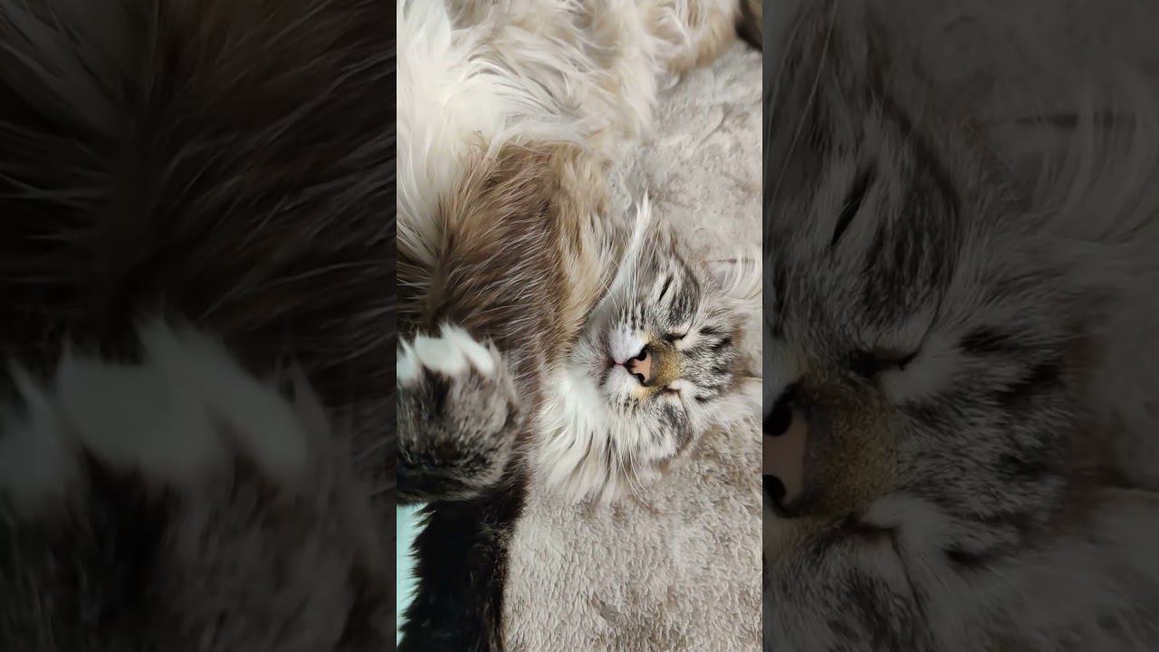 Храпит наглая морда #shorts #short