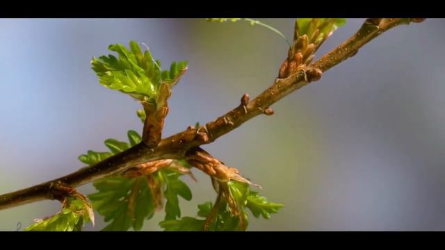 Песня "Аллилуйя".Священник Игорь Сильченков и Лариса Маслова