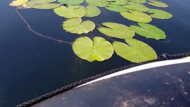 Вояж по озеру Светлицкому на лодках. Видели гнездо выдры, множество цветущих лилий, одну Аленушку и
