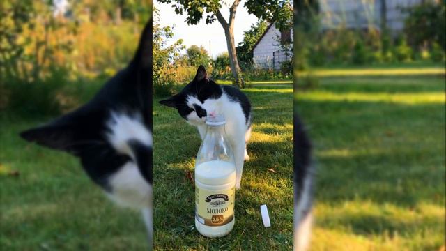 Кот Малыш открывает крышку от бутылки (Кролик Баффи).Видео не моё