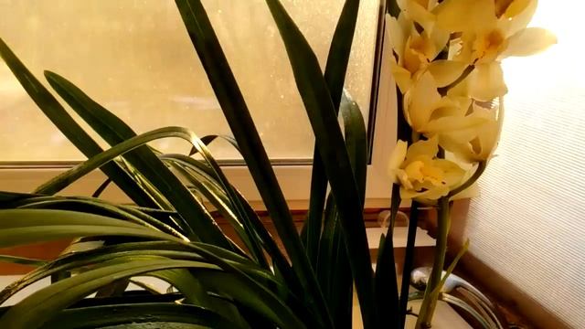 Cymbidium. Цимбидиум после покупки. Шаг второй, обработка от вредителей.mp4