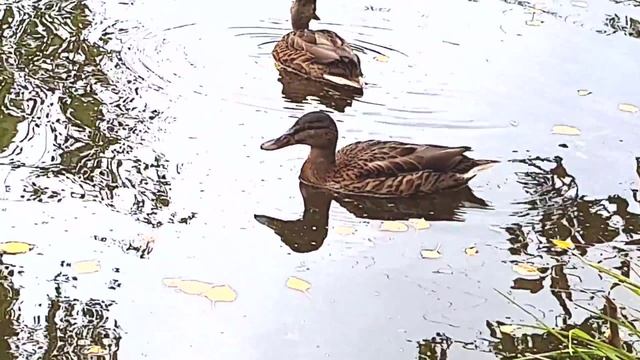 Наблюдаем за утками