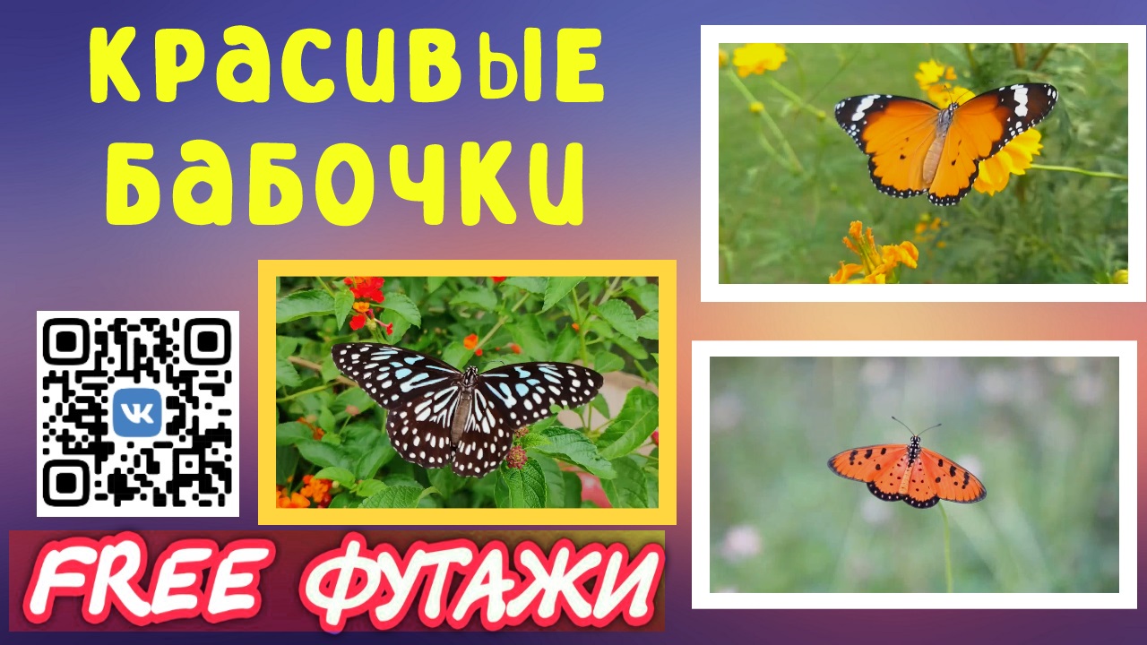 Красивые бабочки на цветах  как фон для вашего видеомонтажа