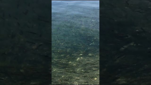 Очень много рыбы.