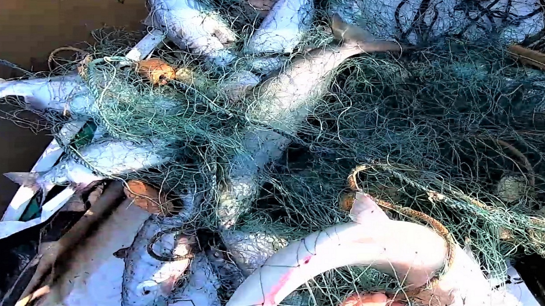 Рыбалка. Первый кижуч. Солим икру и рыбу.