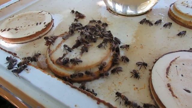 август на пасеке - взял мед на откачку, отсадил плодную матку в отводок и начал готовить пчел в зиму