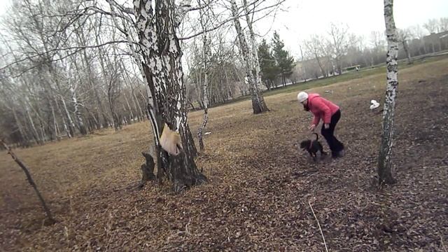 Стаффордширский бультерьер атака и послушание