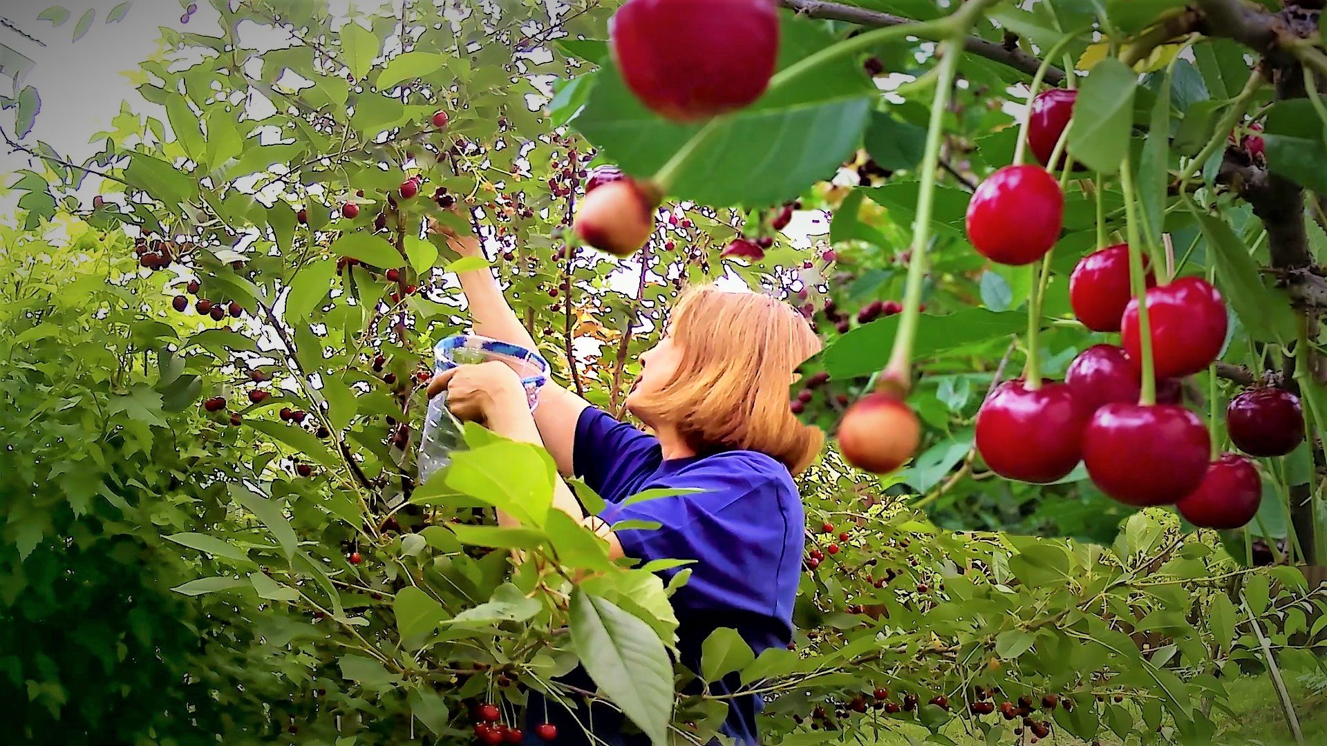 Вишня без косточки и полочка из ящиков.