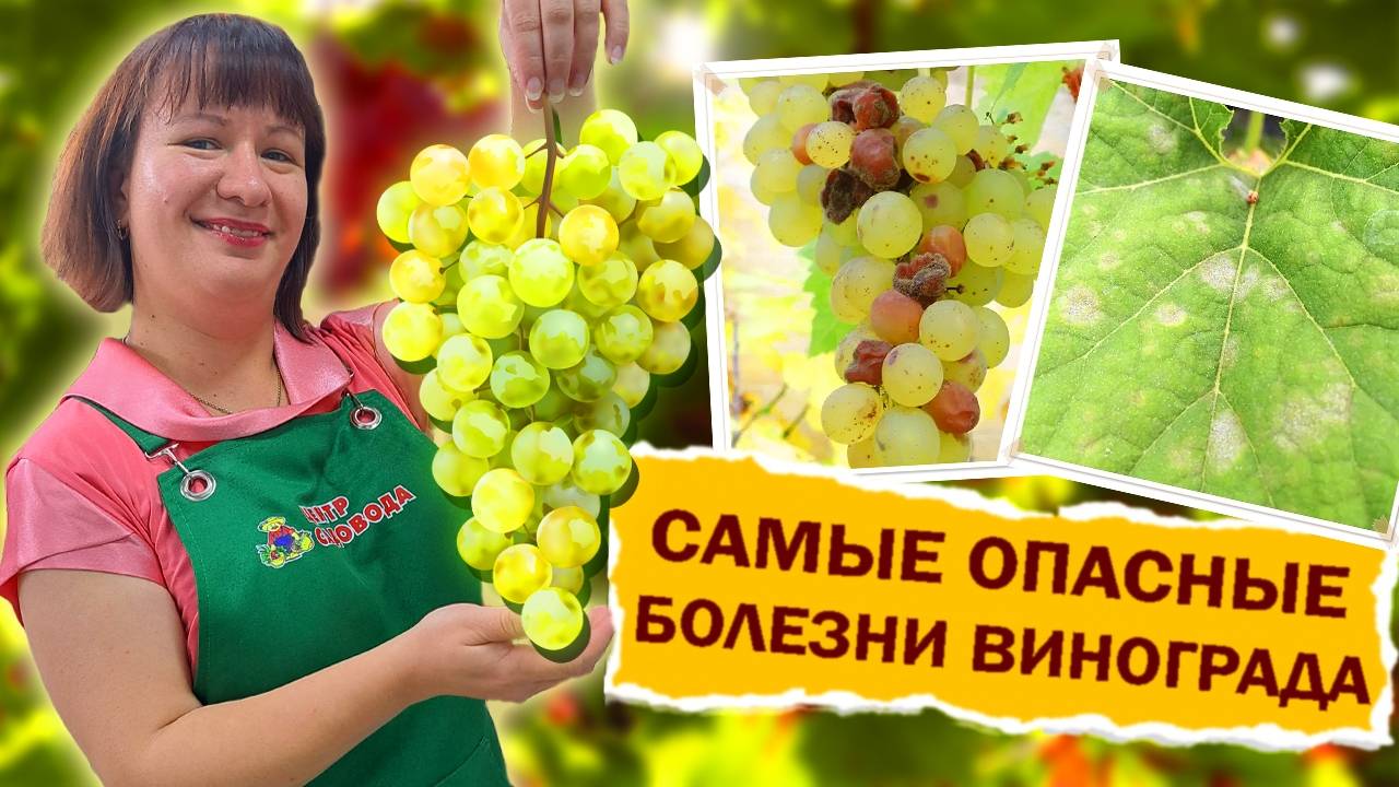 Болезни винограда. Как бороться с ними? #сад #огород #виноград