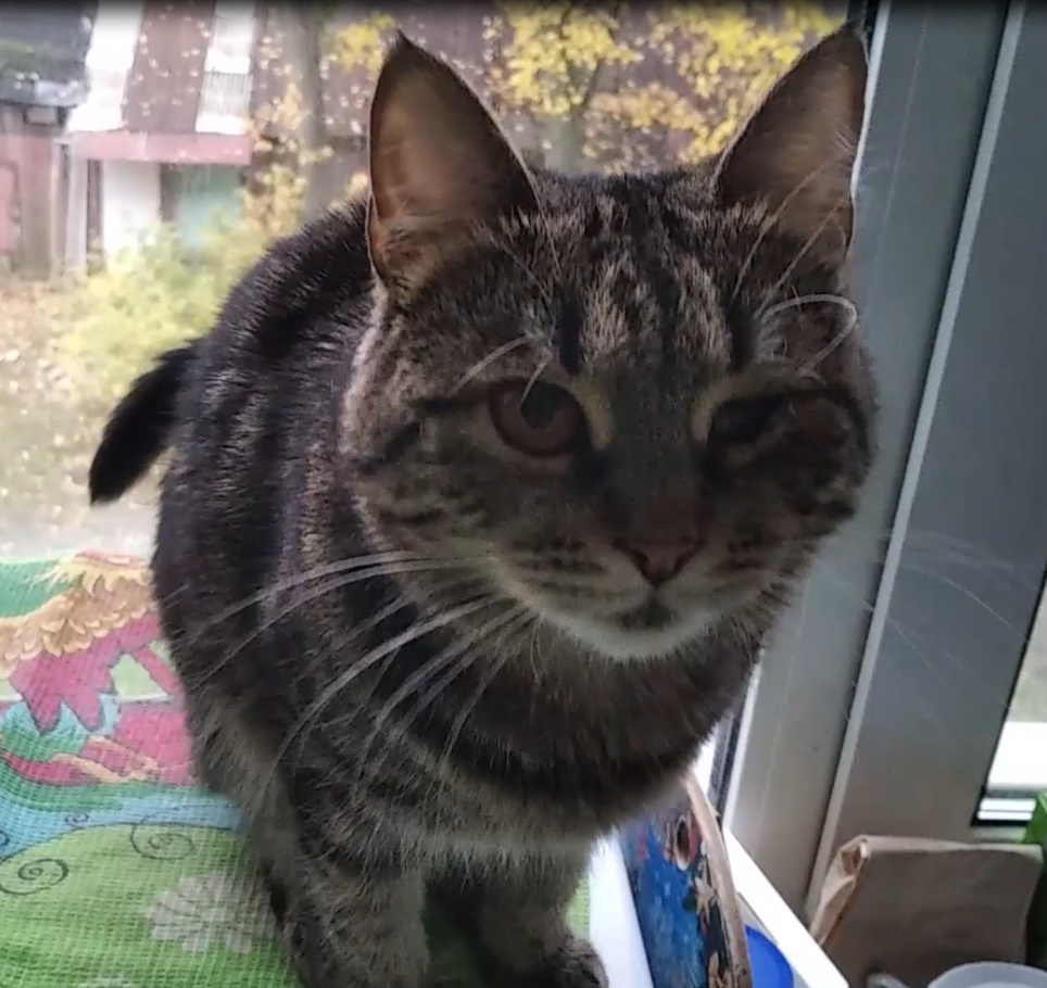 Лила. 5 урок! Команды: "сидеть" и "дай лапку". Заключительный.