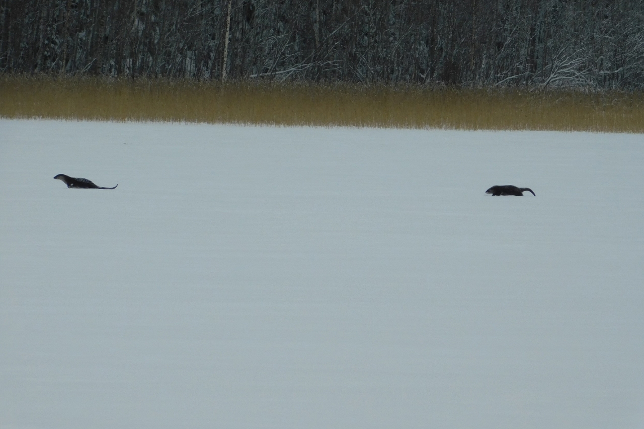 Выдры в заповеднике "Кивач". Февраль 2023 г.