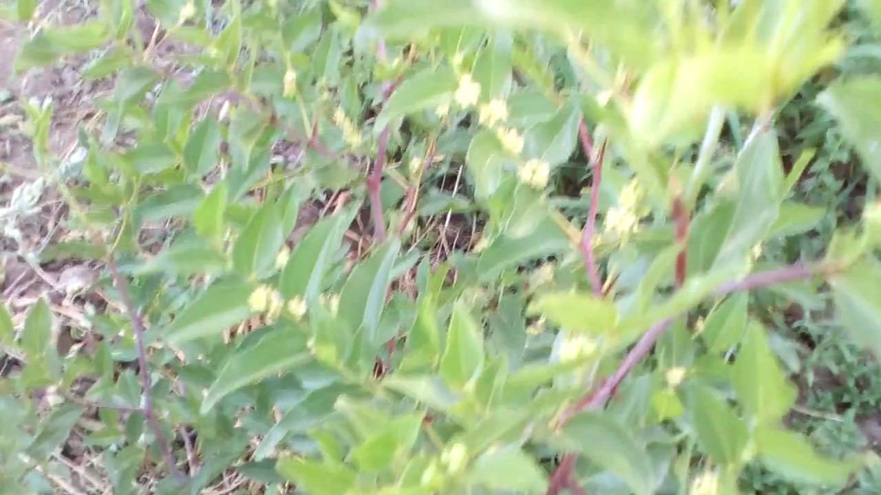 Завязь плодов у Зизифуса, (финика)