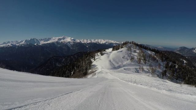 2019-03-20 Роза Хутор. Примула (красная) ВЕЛЬВЕТ