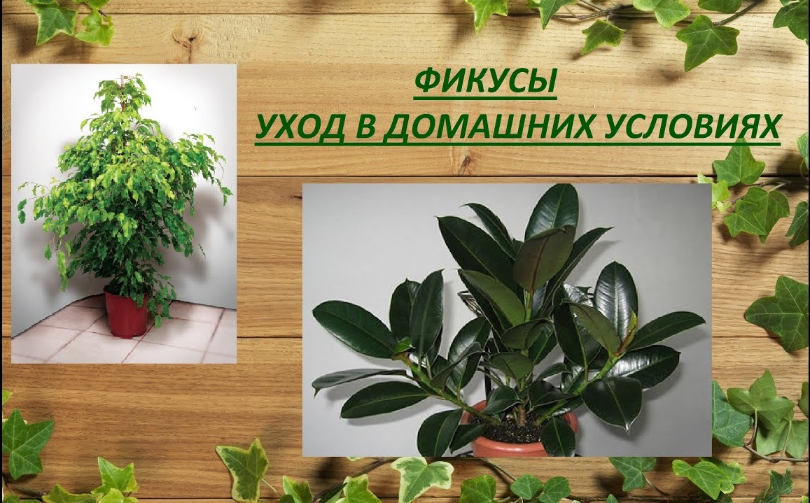 Фикус - выбор, выращивание, уход