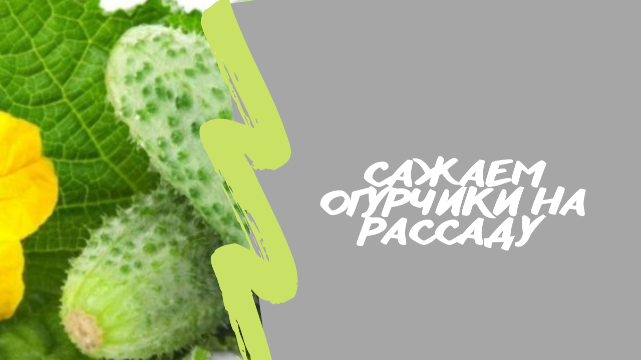 Огурчики ?на рассаду в Подмосковье.