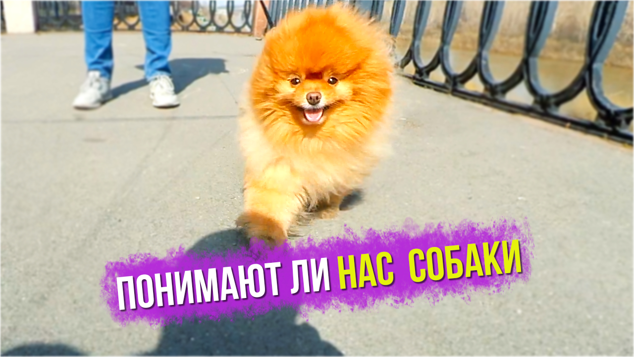 Нужно ли разговаривать с собакой? Понимает ли собака человеческий язык?